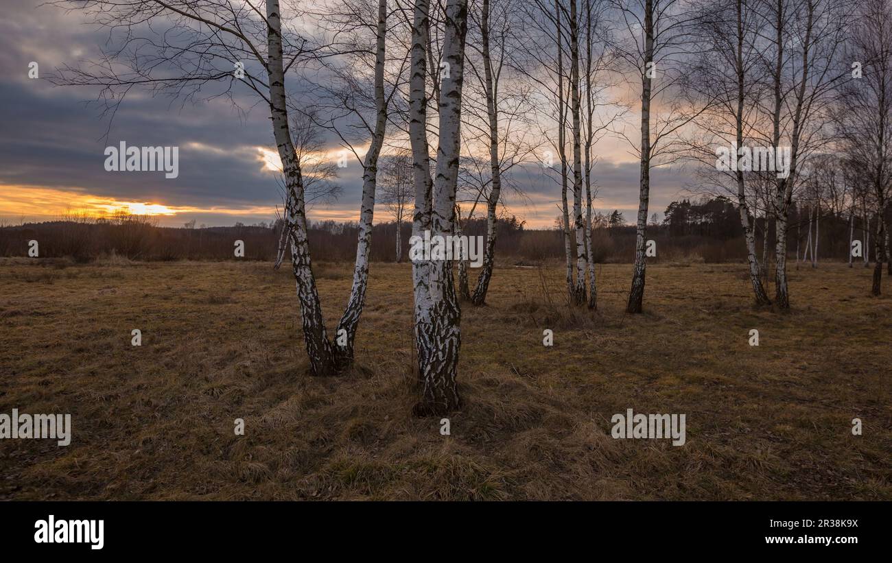 Early spring forest landscape. European forest after winter at sunny ...