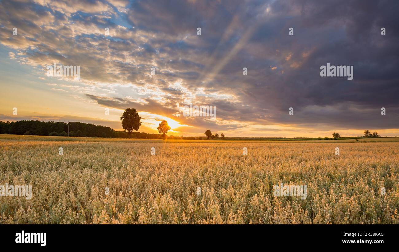 Beautiful summer sunset landscape with oat field. Idyllic summer fields ...