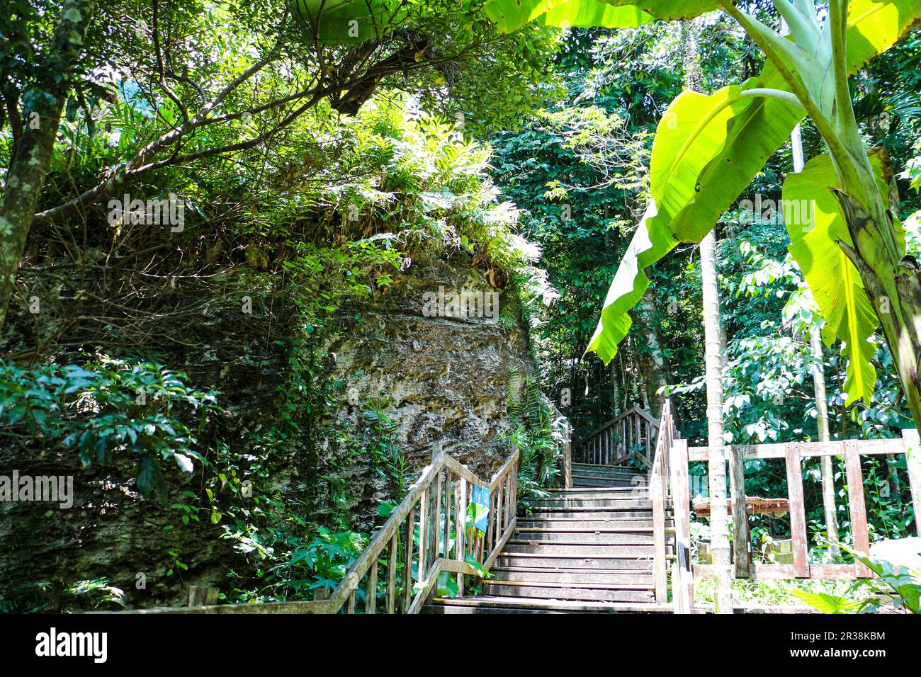 Hainan sanya island island tropical rainforest animals hi-res stock ...