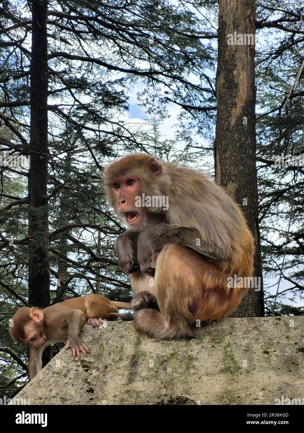 Monkey sitting on a fence with her baby near a steep hill in Shimla India. Shimla monkey ...