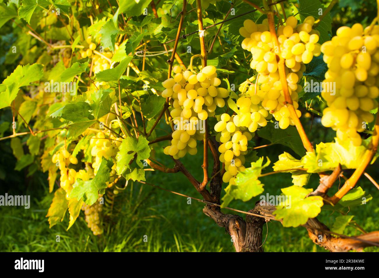 White grapes vine italy hi-res stock photography and images - Alamy