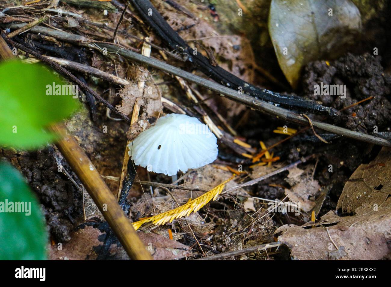Hainan sanya island island tropical rainforest animals hi-res stock ...