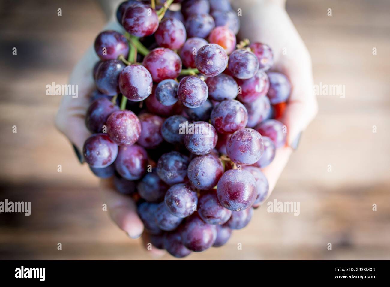 Grapes in hands Stock Photo - Alamy