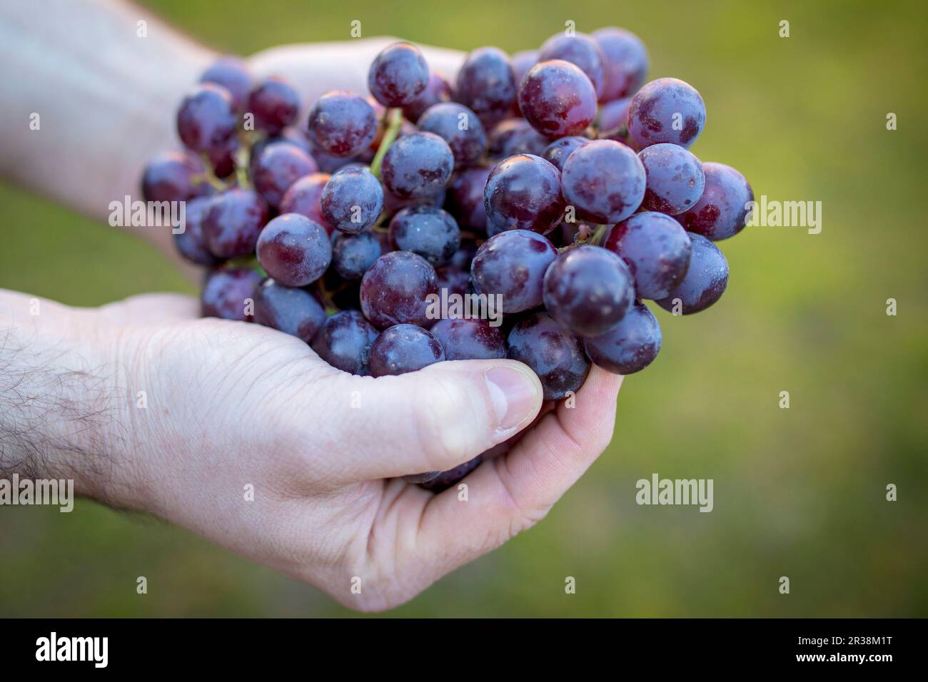 Grapes in hands Stock Photo - Alamy