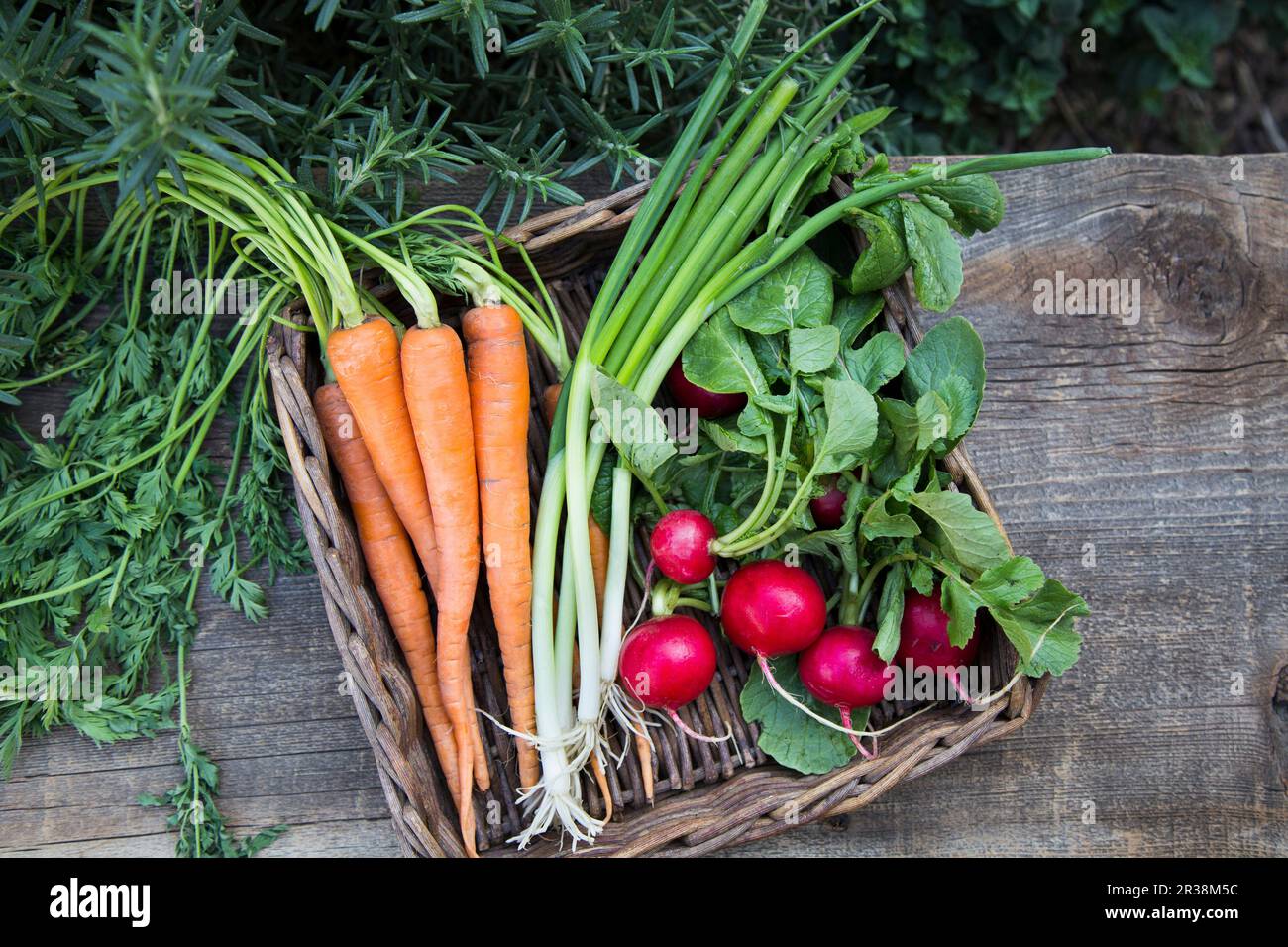 Plan for spring colour hi-res stock photography and images - Alamy