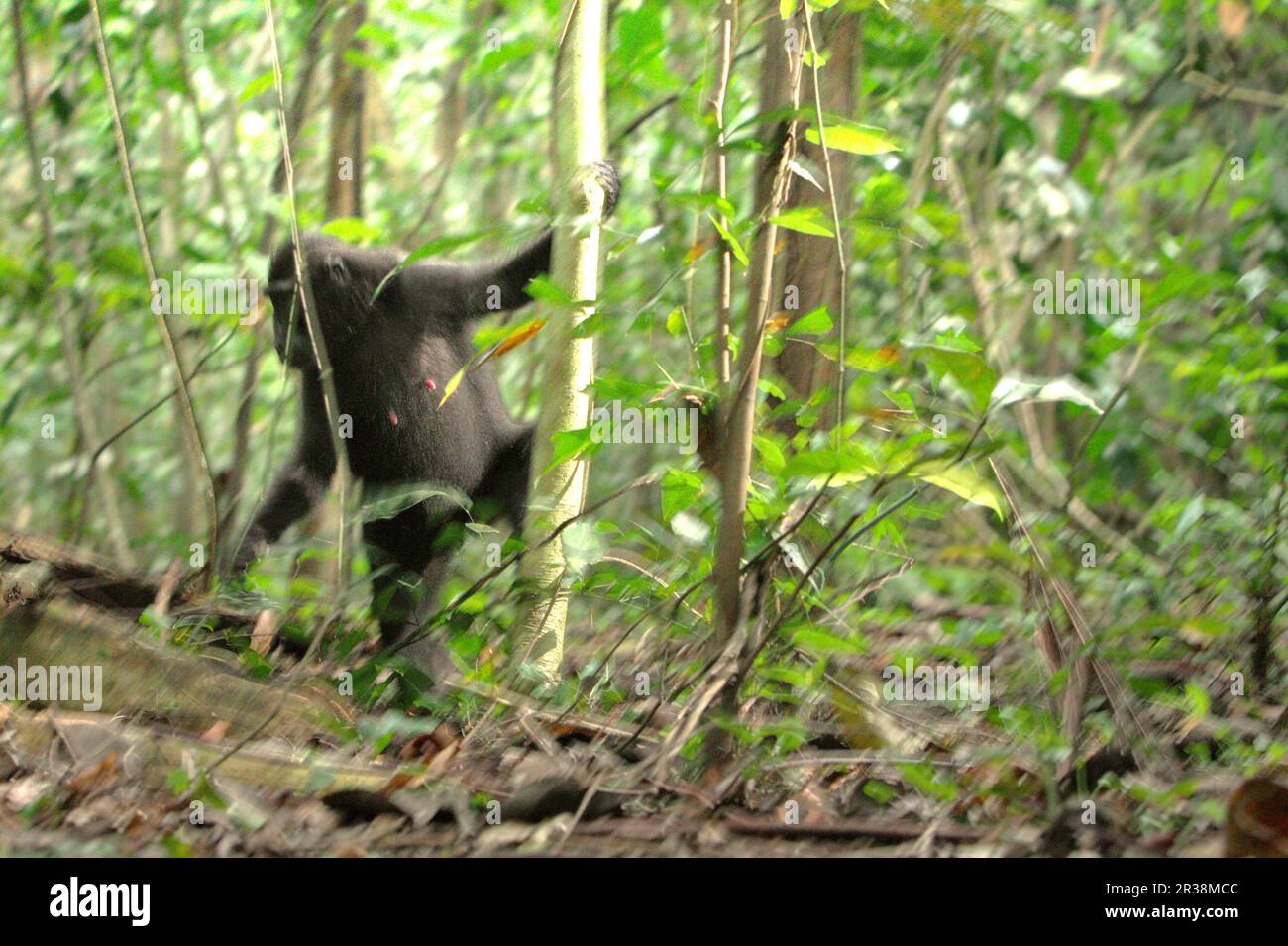 A Sulawesi black-crested macaque (Macaca nigra) moves bipedally on ...