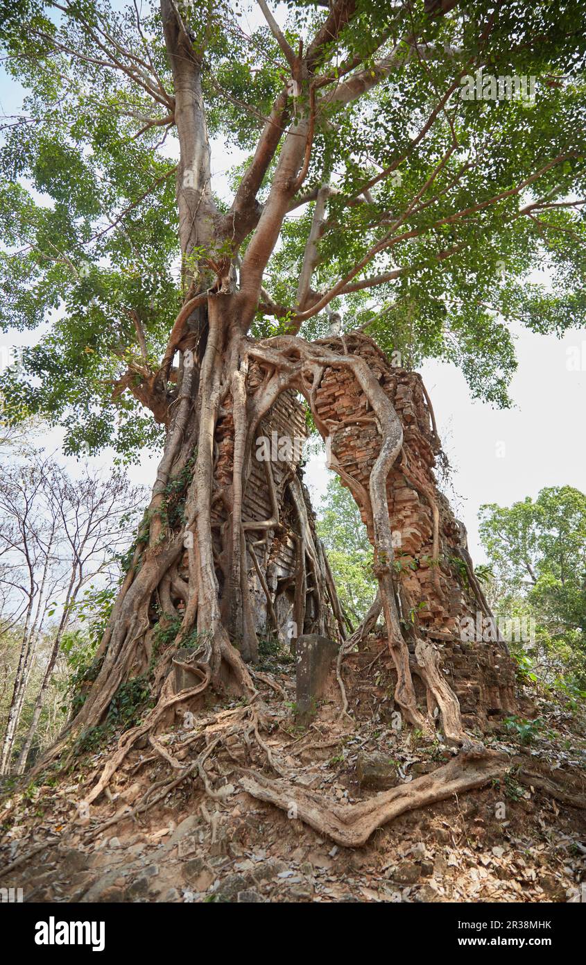 The pre-Angkorian ruins of Sambor Prei Kuk in Cambodia demonstrate the ...