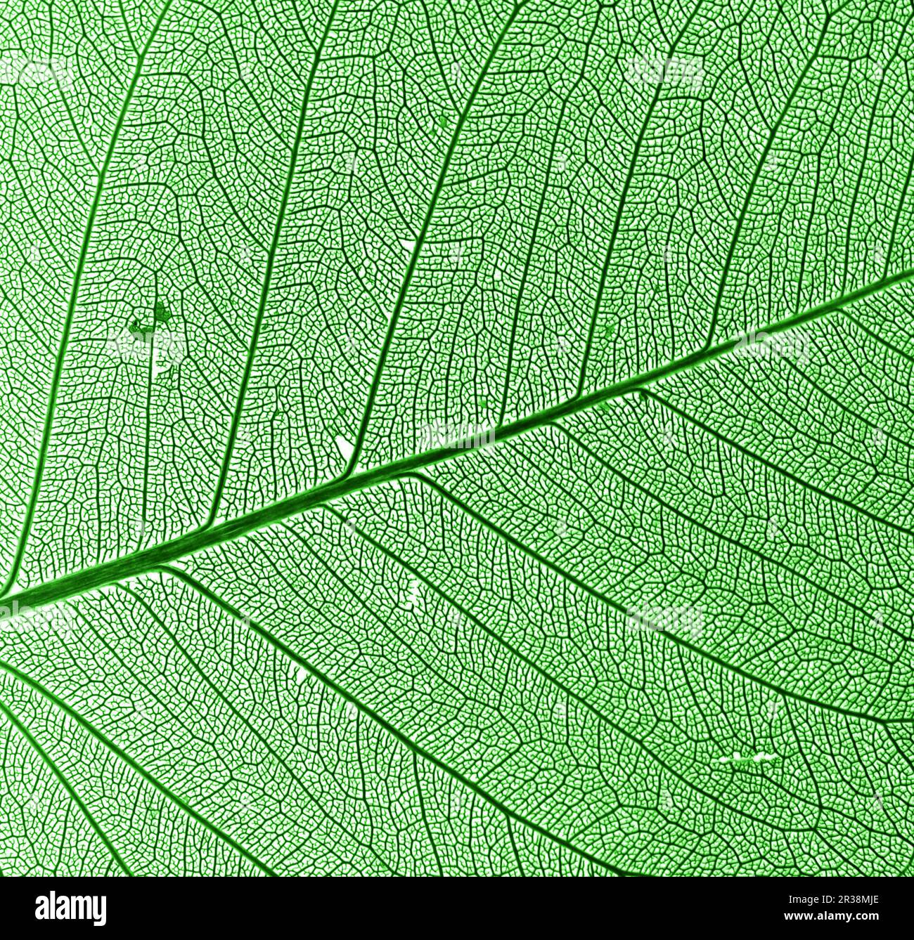 natural leaf background (macro) in the green color Stock Photo - Alamy