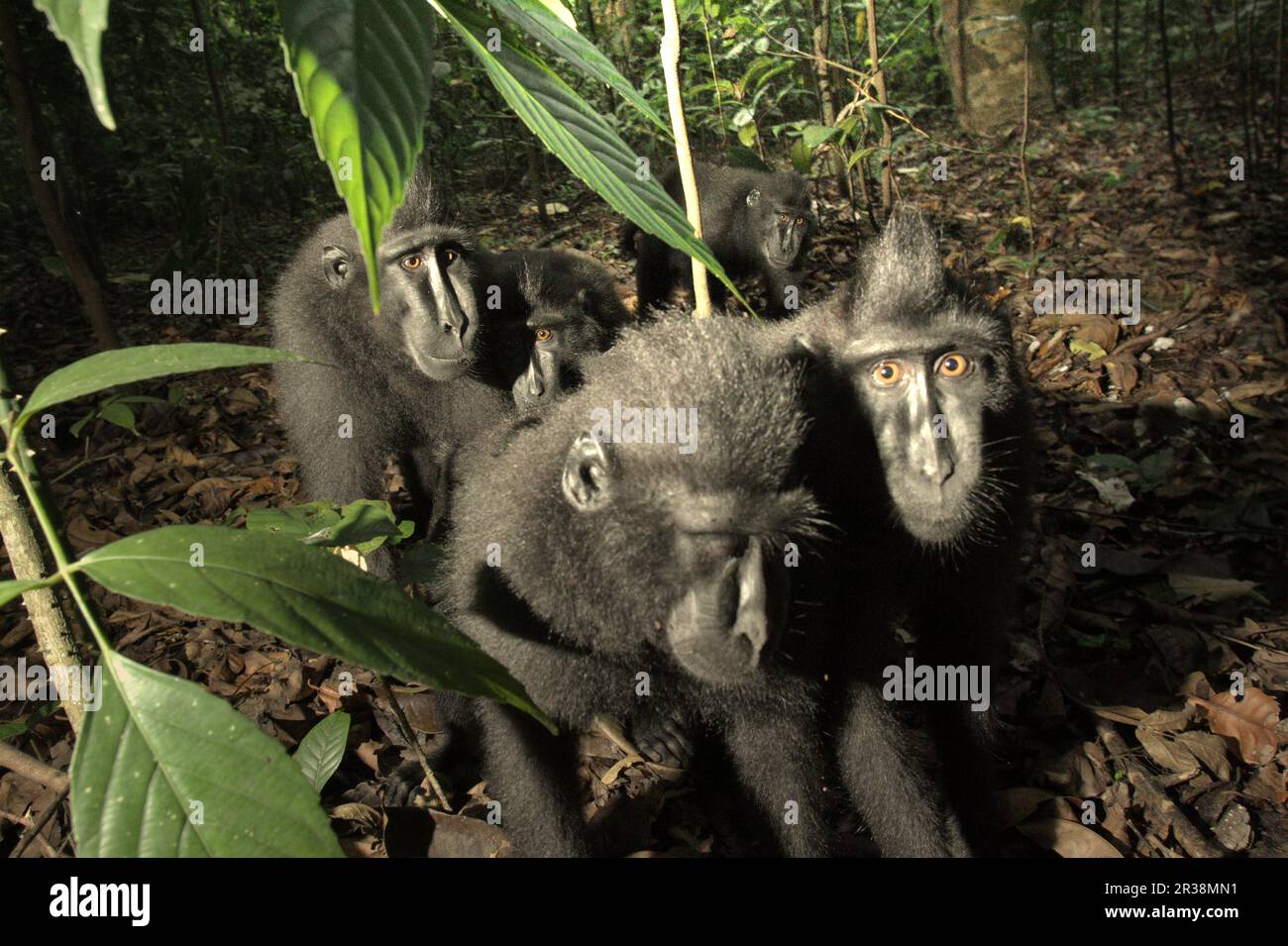 Sulawesi black-crested macaques (Macaca nigra) are curiously gathering in front of a camera in ...