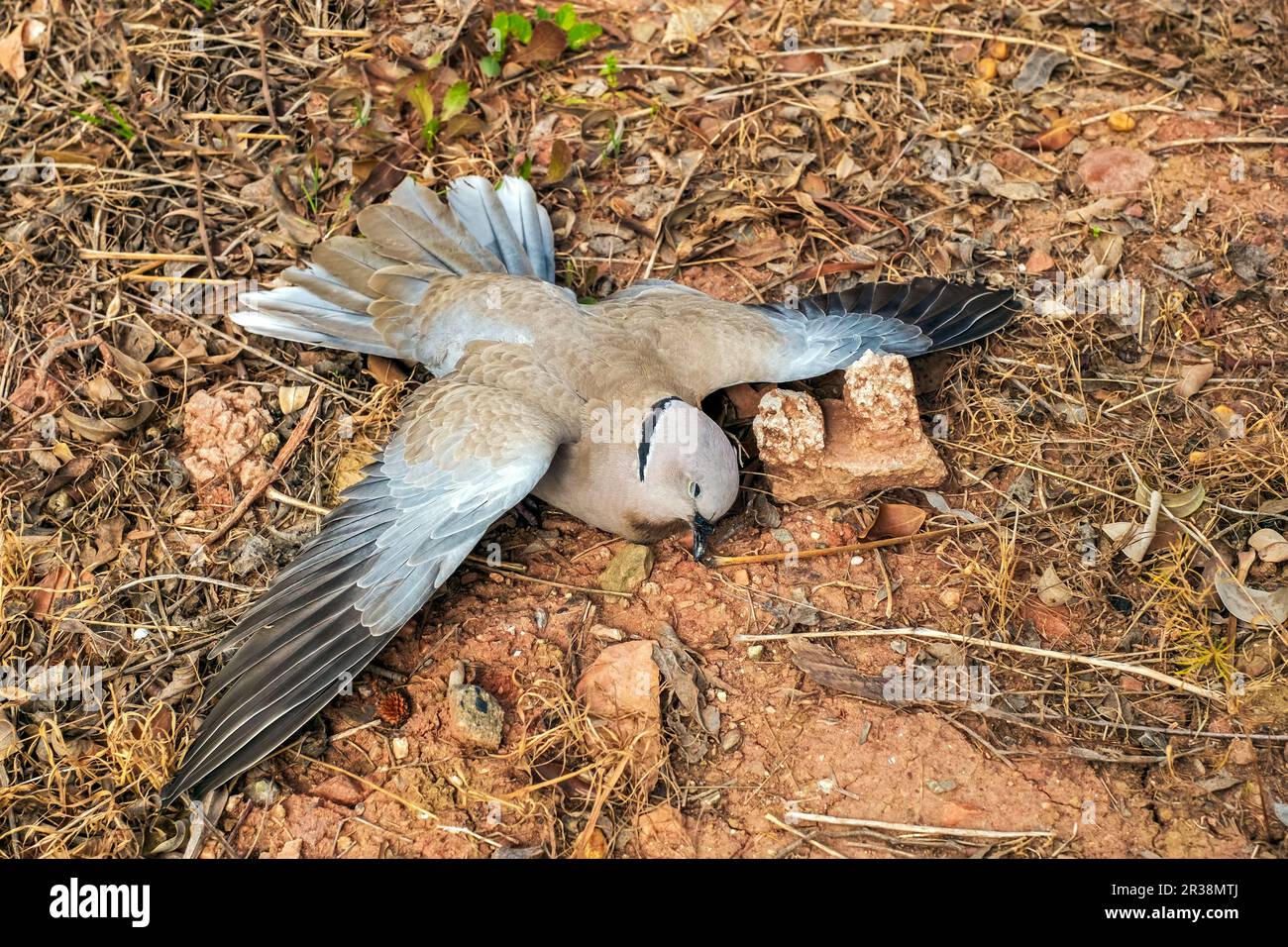 Dead dove in nature Stock Photo - Alamy
