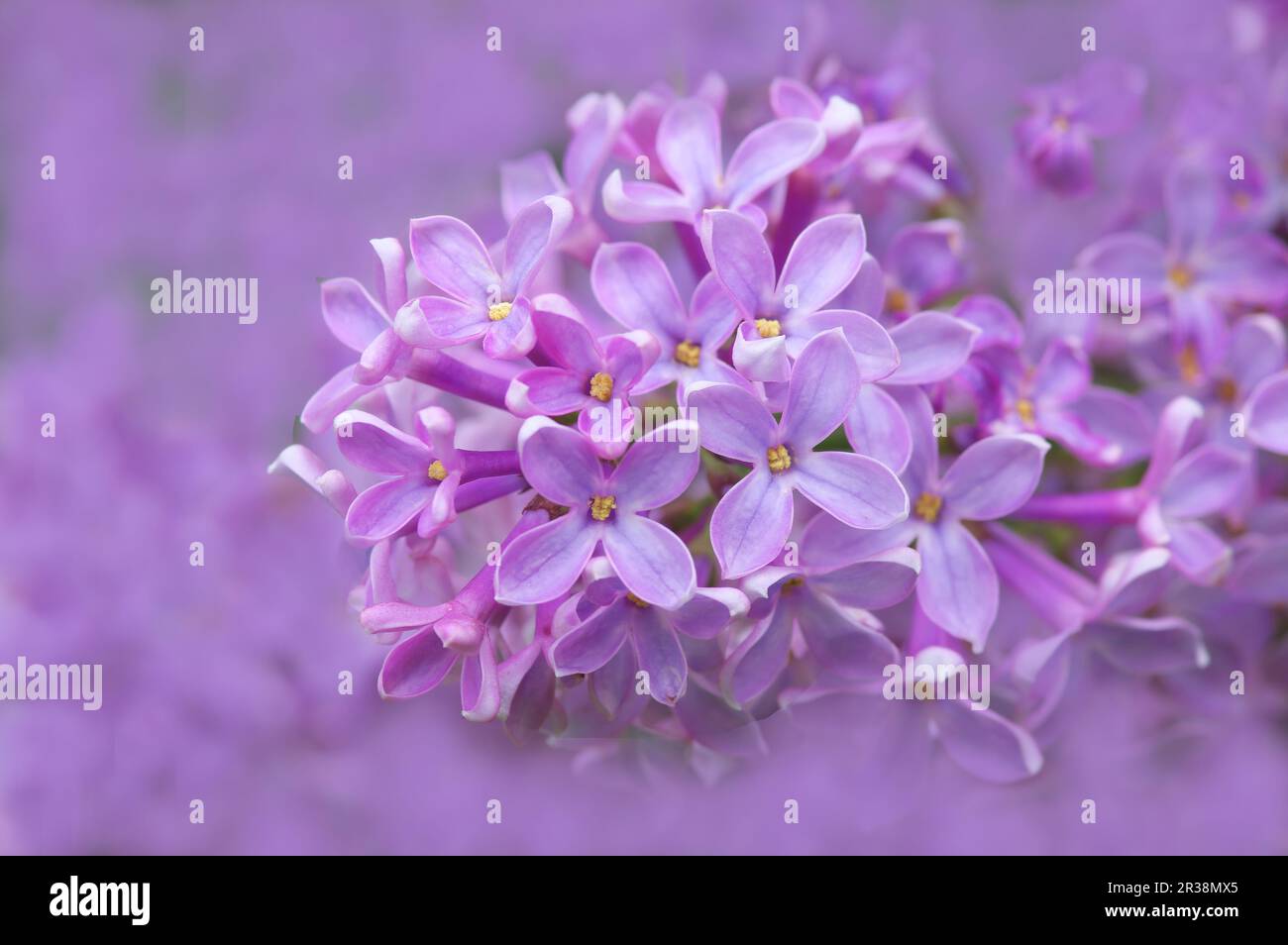 Lilac flowers are composed of many small individual flowers. Syringo ...