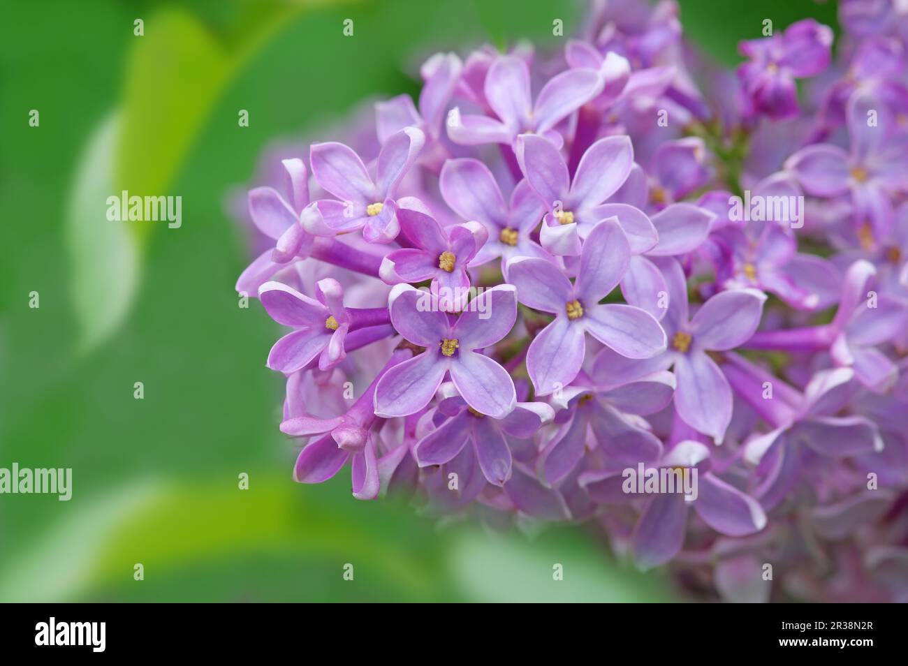 Syringo vulgaris hi-res stock photography and images - Alamy