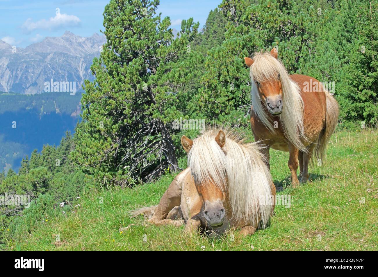 Two Shetland ponies, standing and lying frontally, on alpine meadow ...