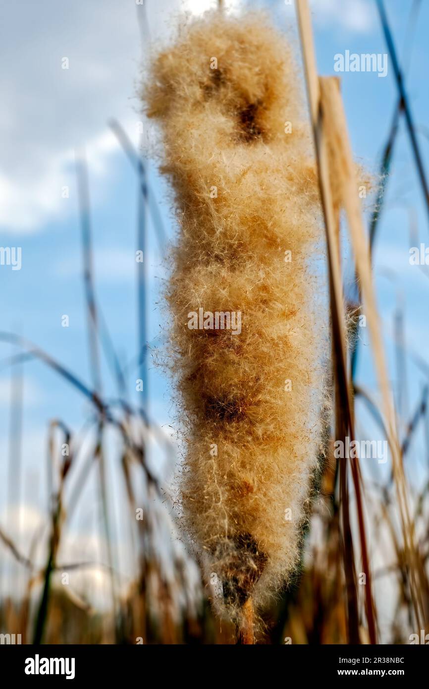 Fluffy cattail close up Stock Photo - Alamy