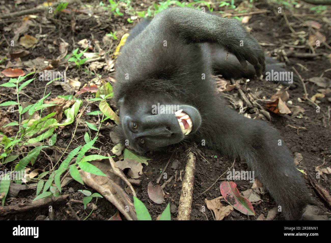Primate friendly behavior hi-res stock photography and images - Alamy