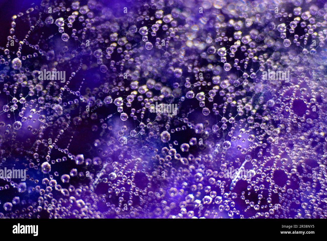spider web with water drops texture on the violet background Stock ...