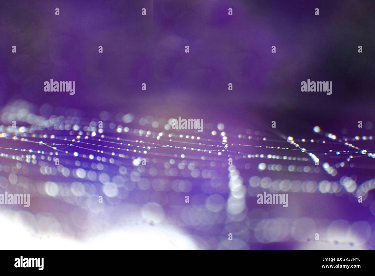 spider web with water drops texture on the violet background Stock ...