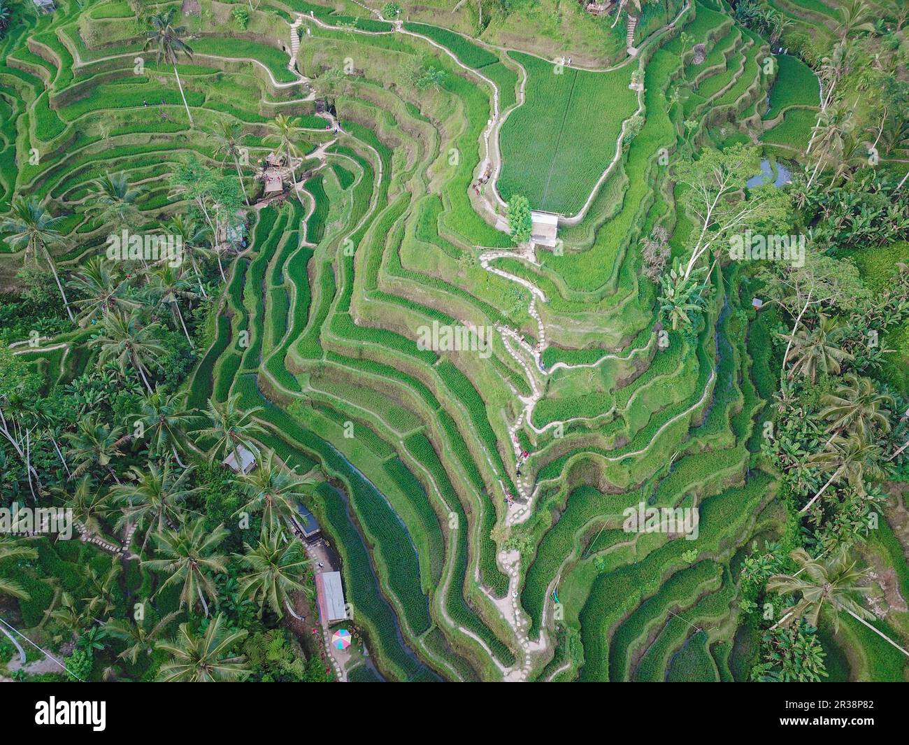 Bali Island, rice fields Stock Photo - Alamy