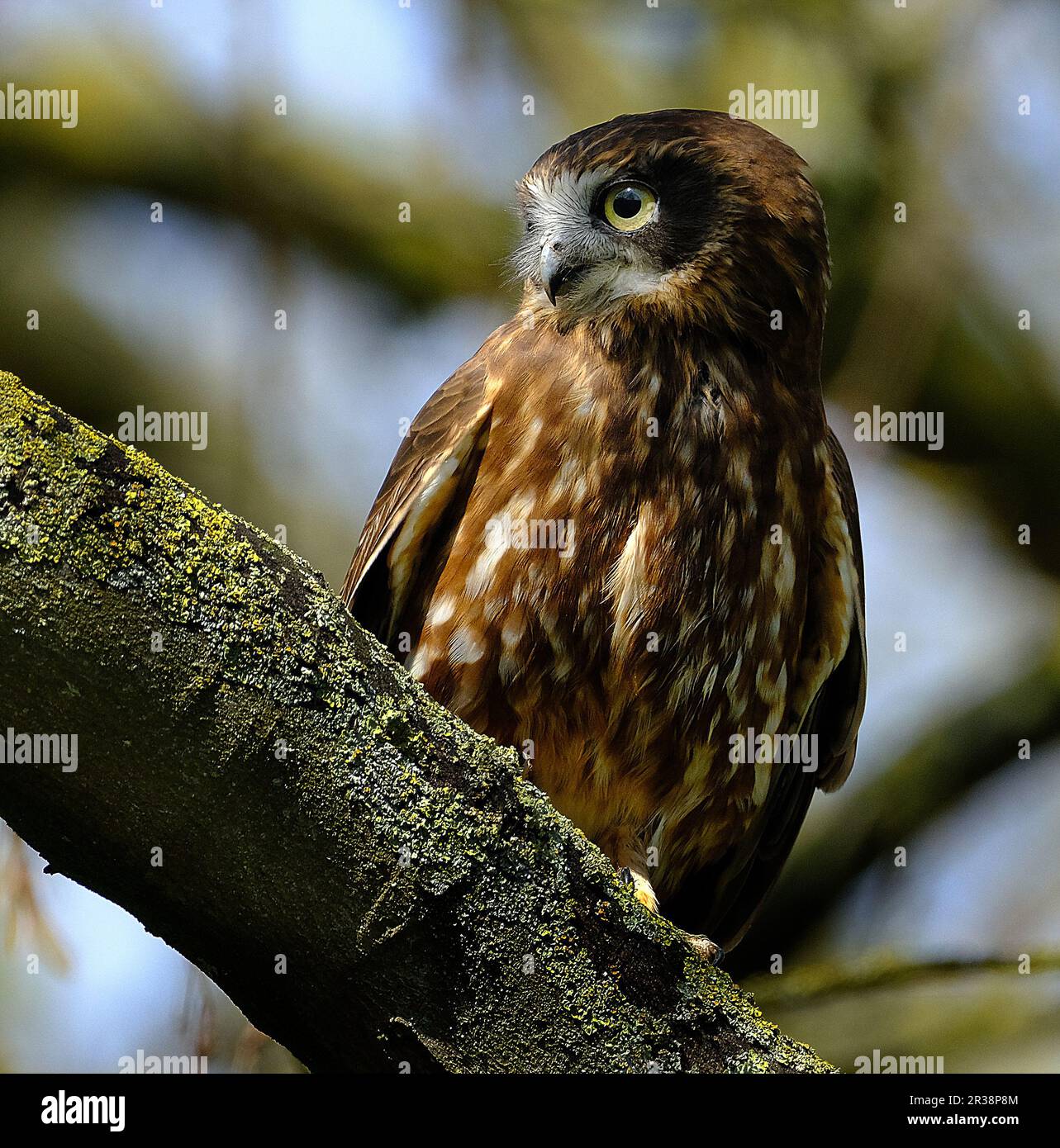 The Australian boobook, which is known in some regions as the mopoke ...