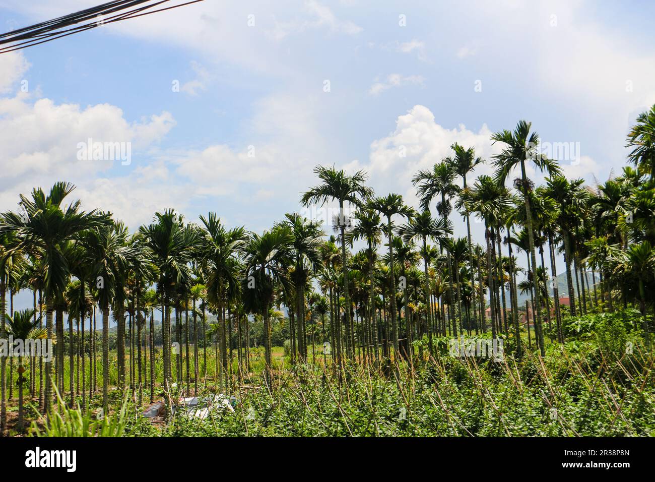 Beetle nut trees Stock Photo - Alamy