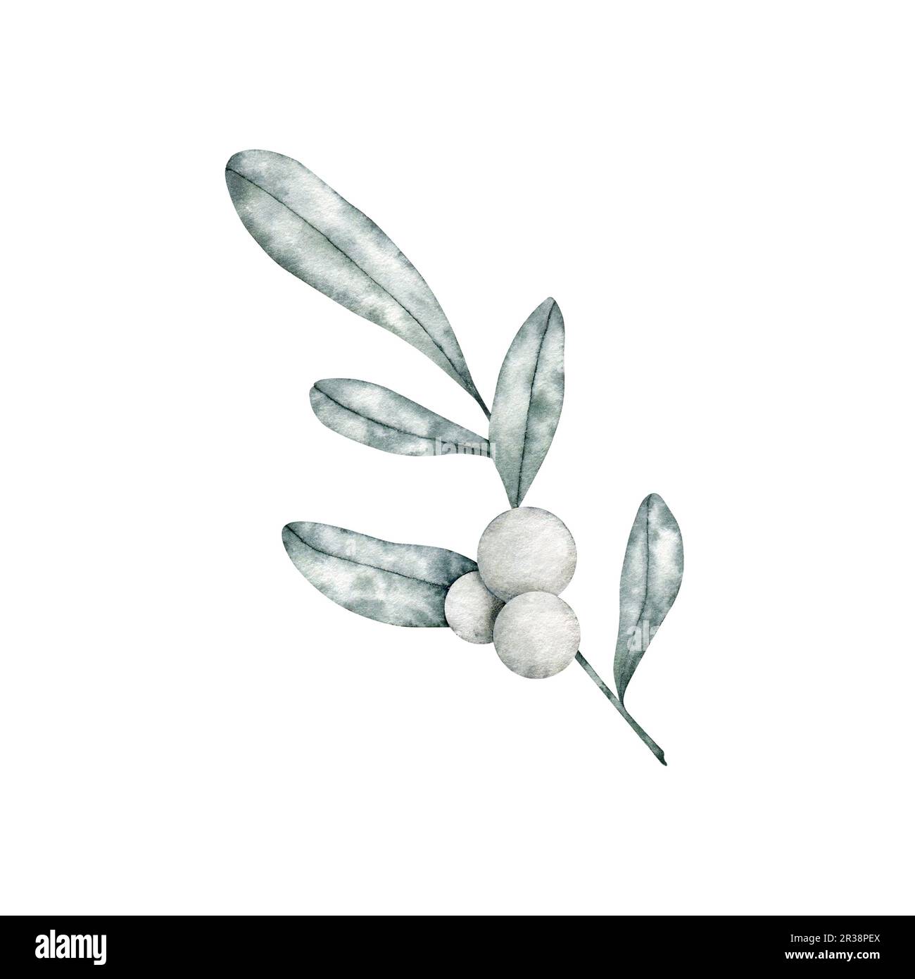 Symphoricarpos, commonly known as the snowberry, waxberry, or ...