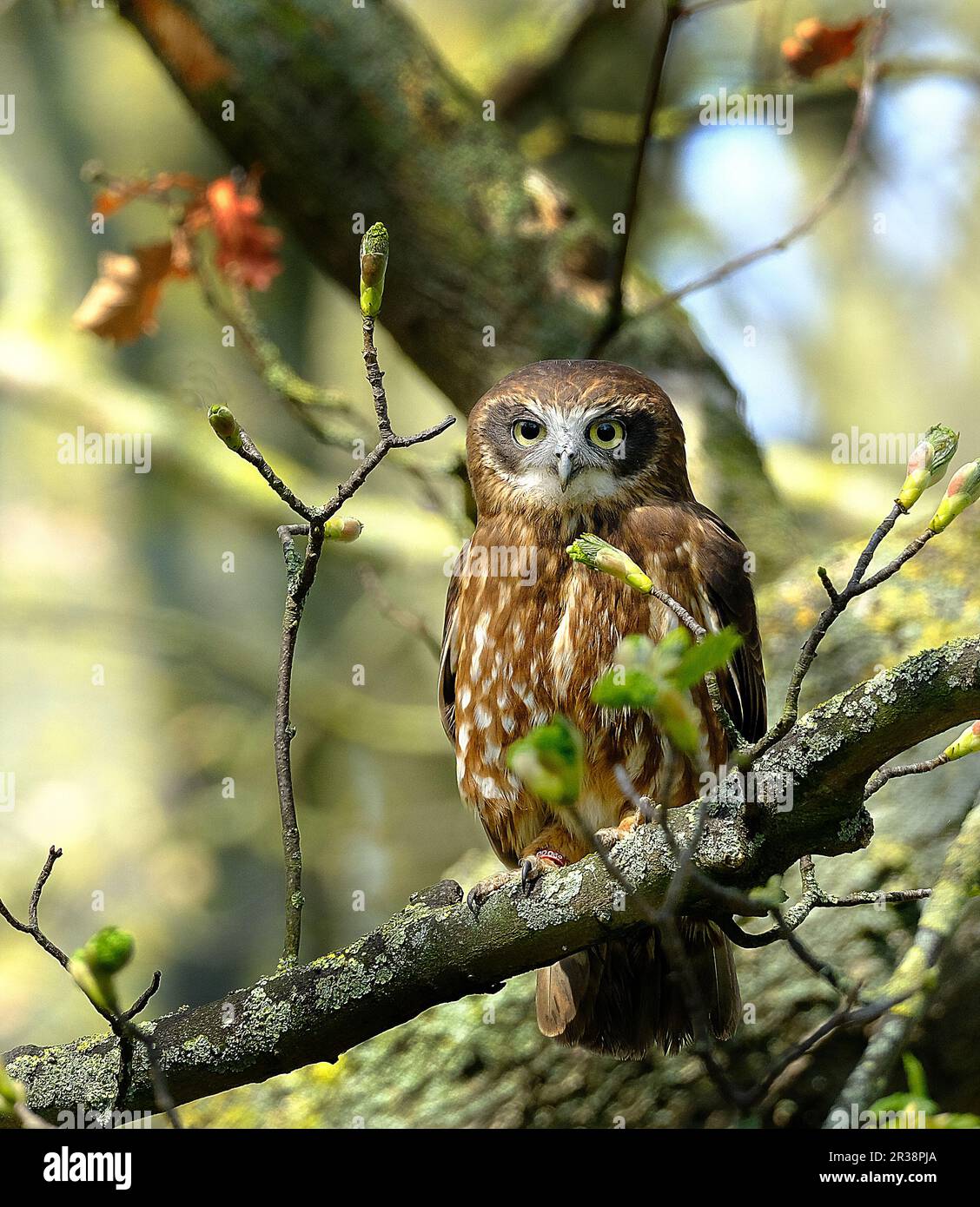 The Australian boobook, which is known in some regions as the mopoke ...