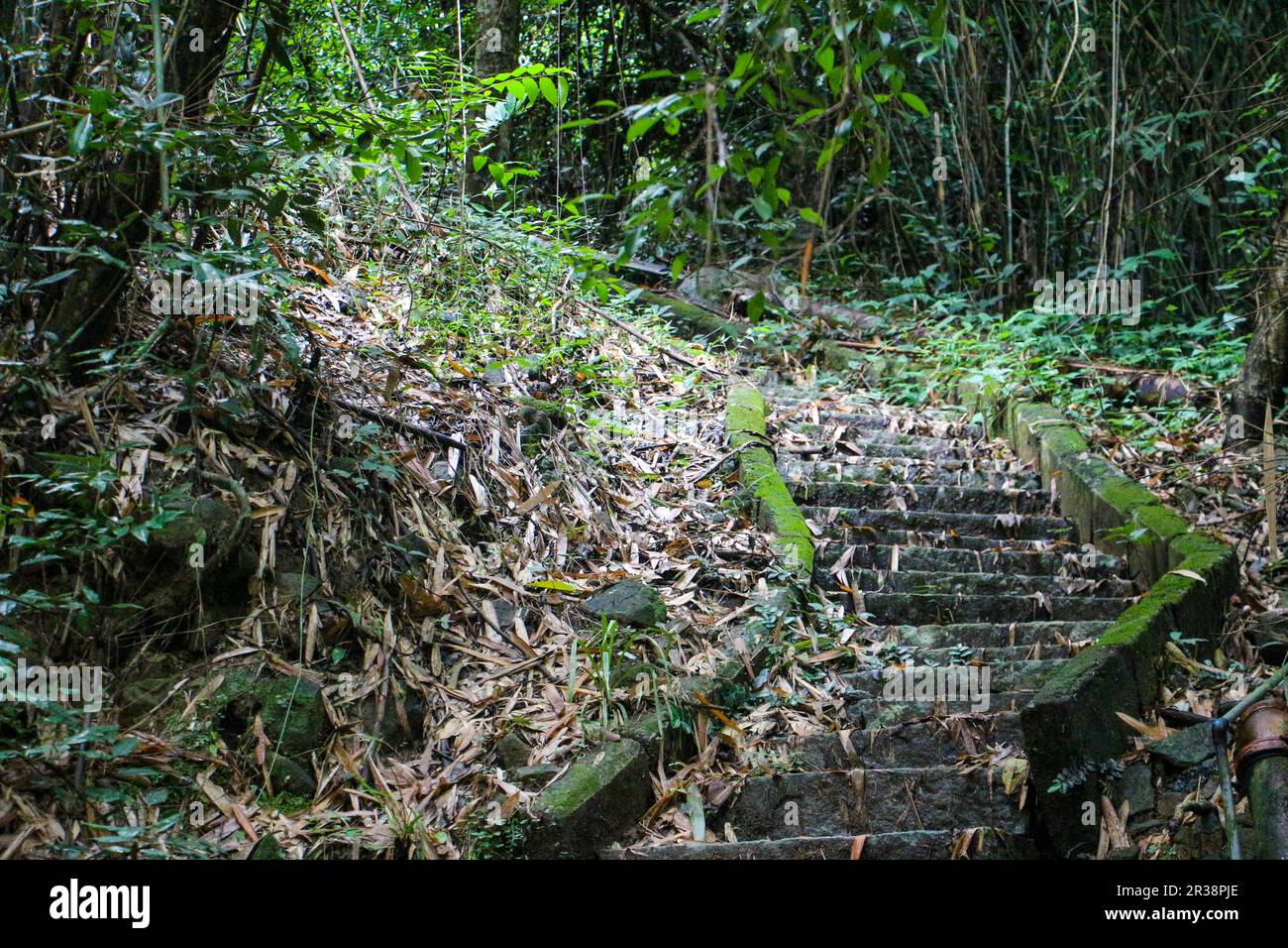 Hidden life of trees hi-res stock photography and images - Alamy