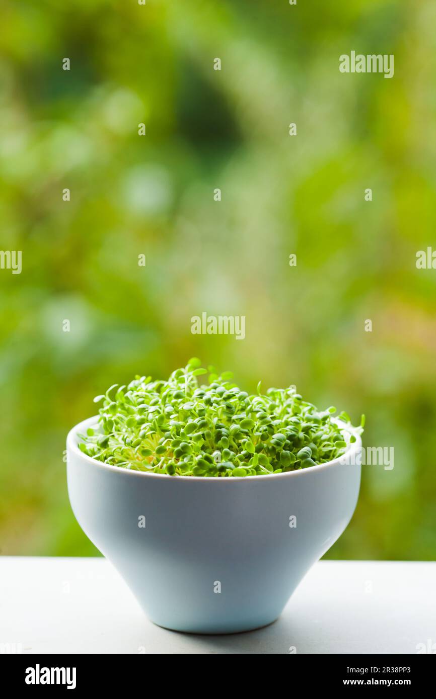 Organic micro greens concept with copy text Stock Photo - Alamy