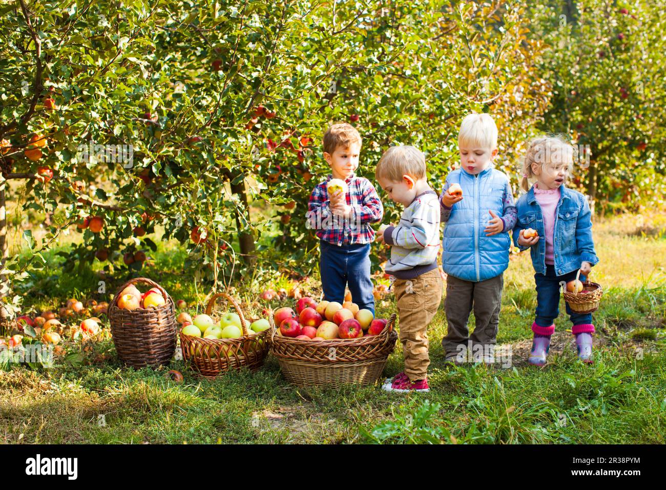 Group of kindergarten kids helping to pick apples Stock Photo - Alamy