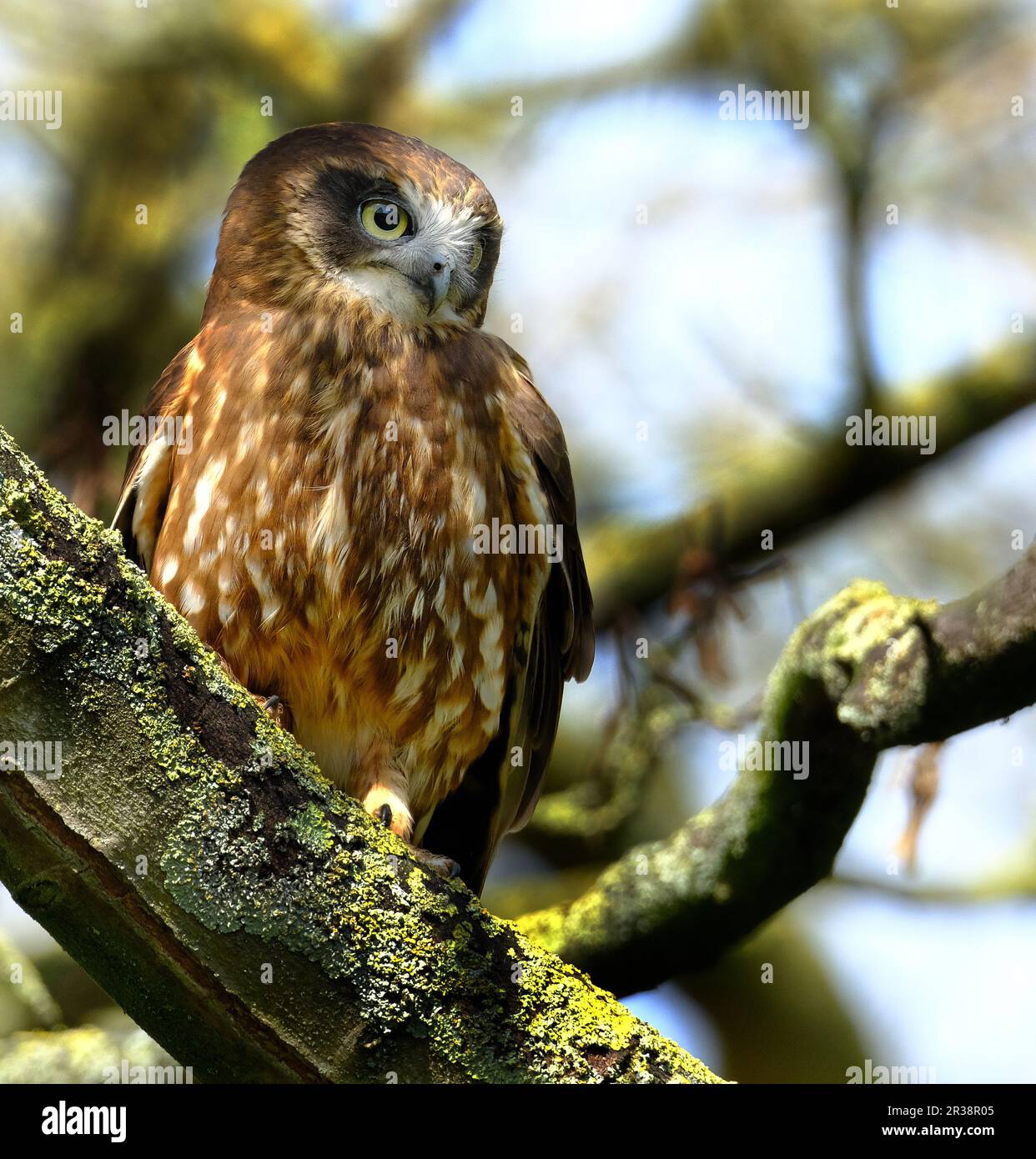 The Australian boobook, which is known in some regions as the mopoke ...