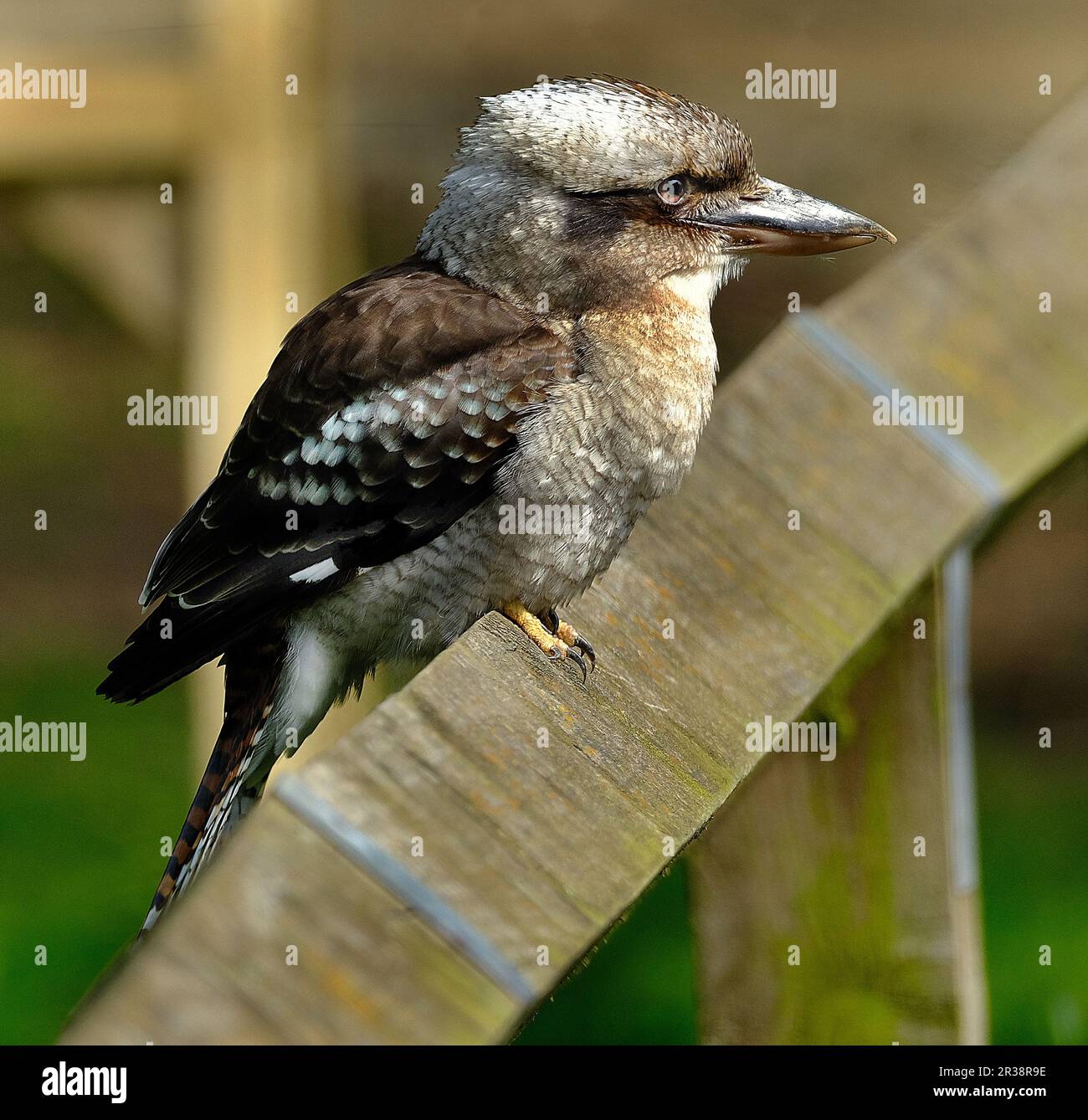 Are Kookaburras Native To Australia