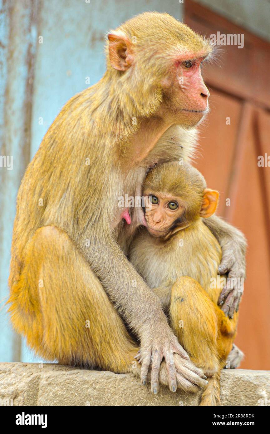 A Baby is sitting on the lap of mother monkeys who is sitting on the ...