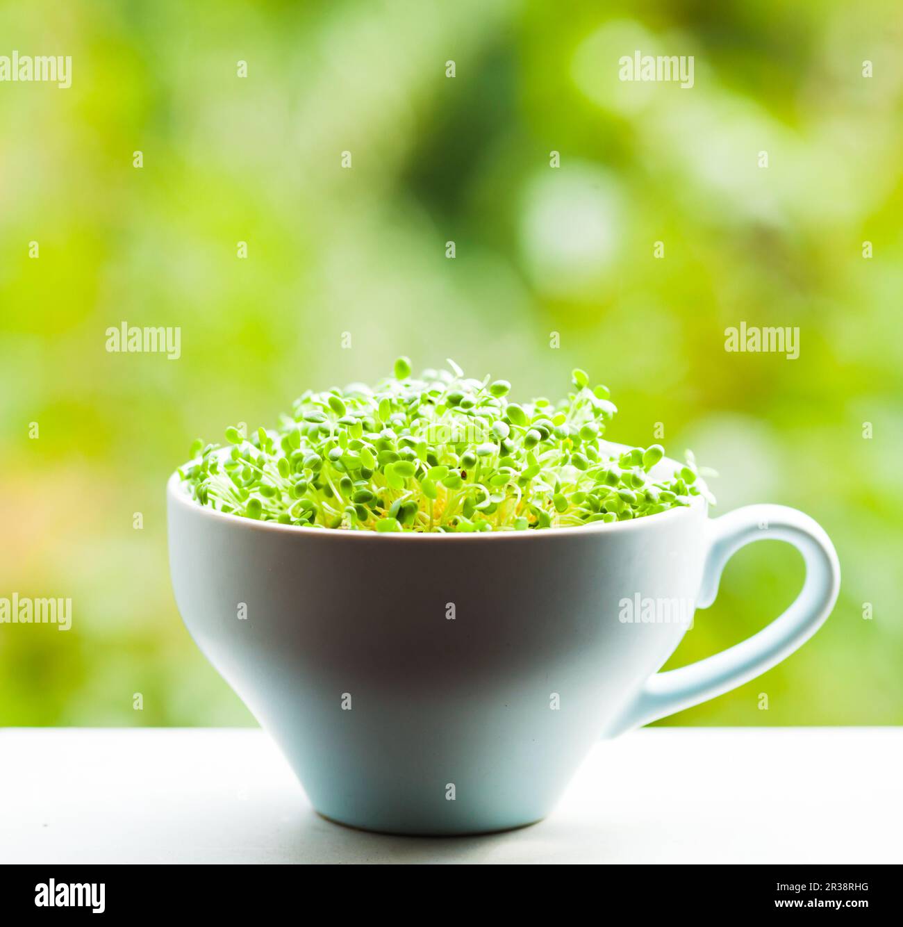 Organic micro greens in a ceramic blue cup Stock Photo - Alamy