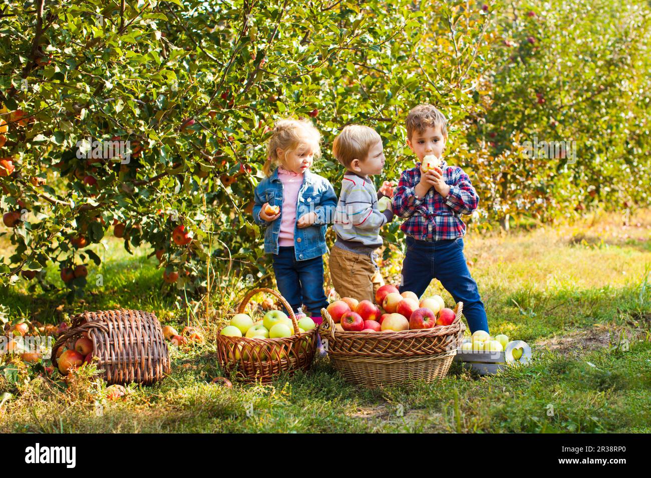 Close view of kids with baskets full of apples Stock Photo - Alamy