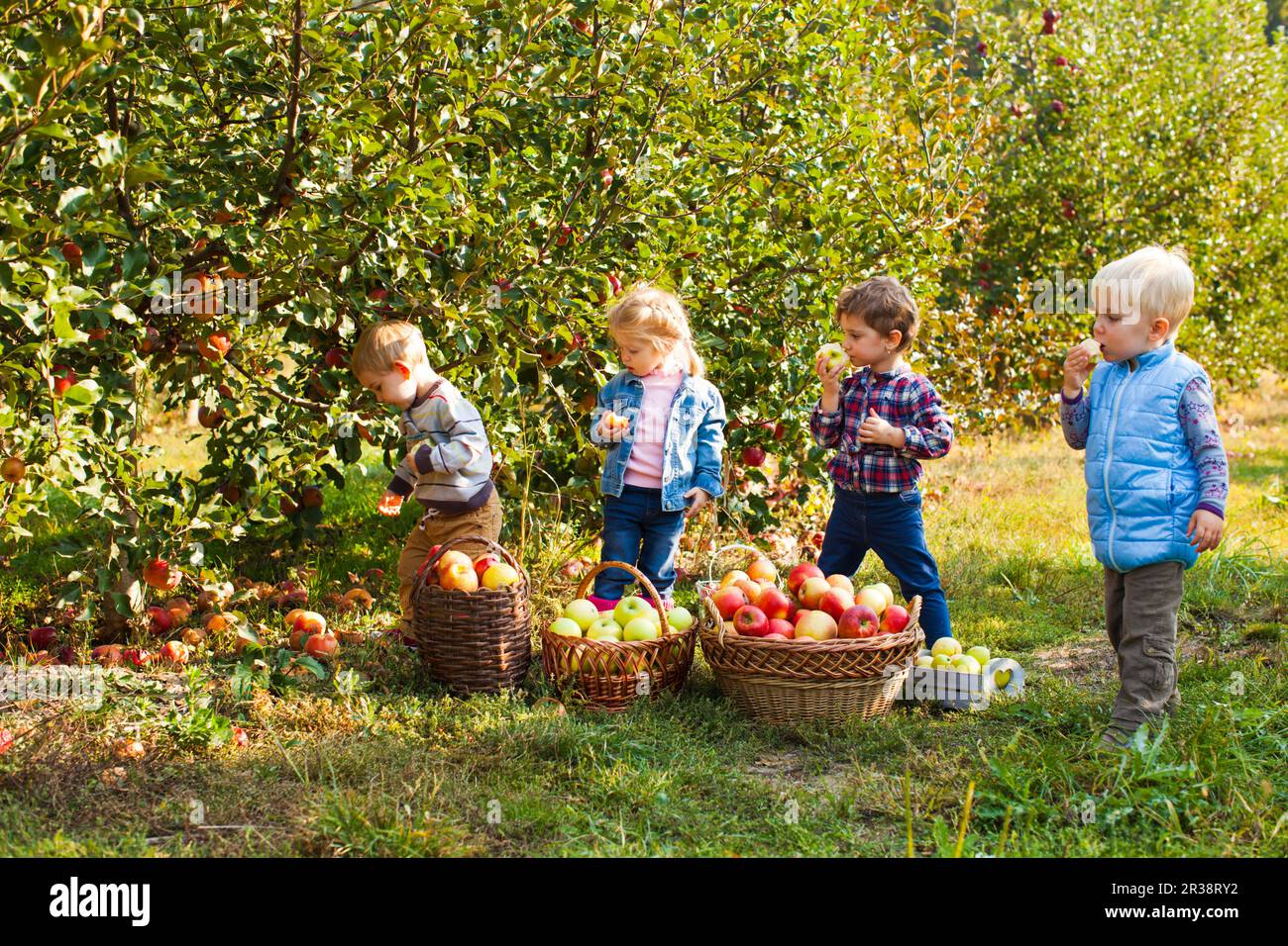Close view of kids with baskets full of apples Stock Photo - Alamy