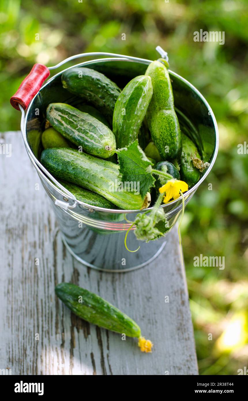 Bucket with cucumbers just collected from the garden Stock Photo - Alamy
