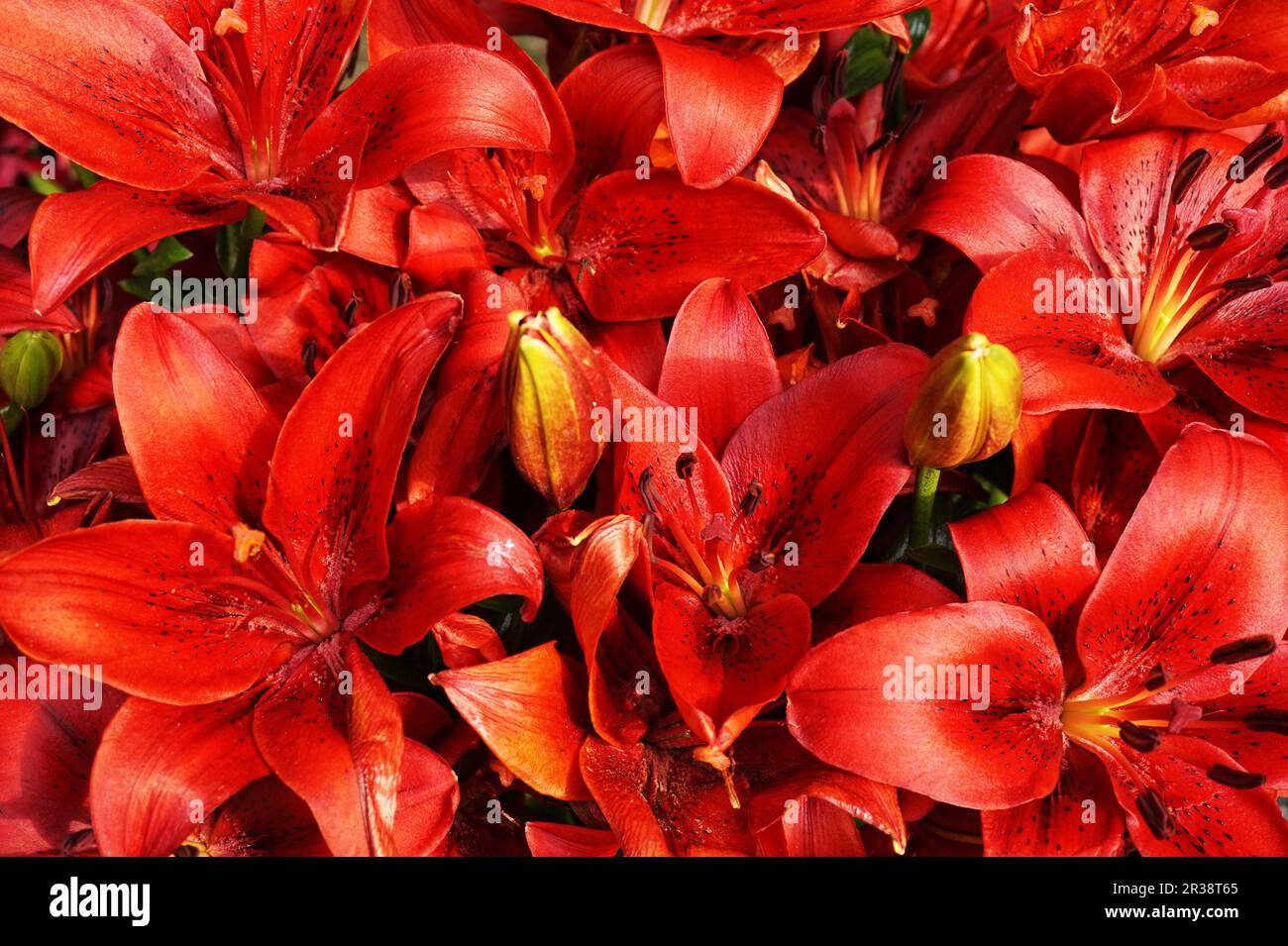 red lilly plant texture as very nice background Stock Photo - Alamy