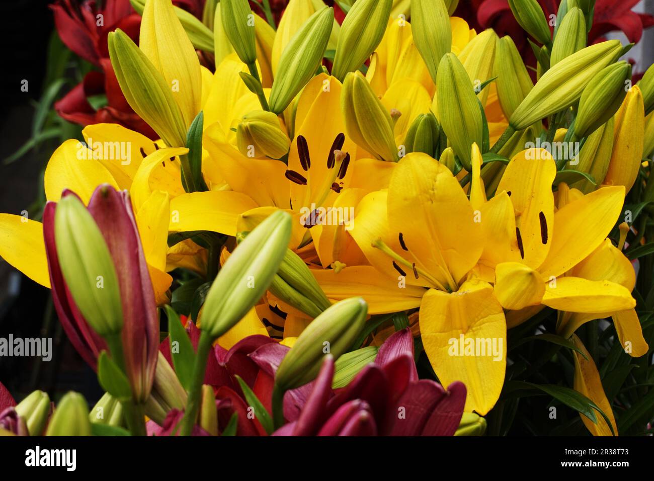 yellow lilly flowers texture as very nice background Stock Photo - Alamy