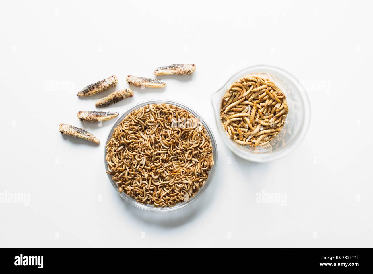 Meal worms white background hi-res stock photography and images - Alamy