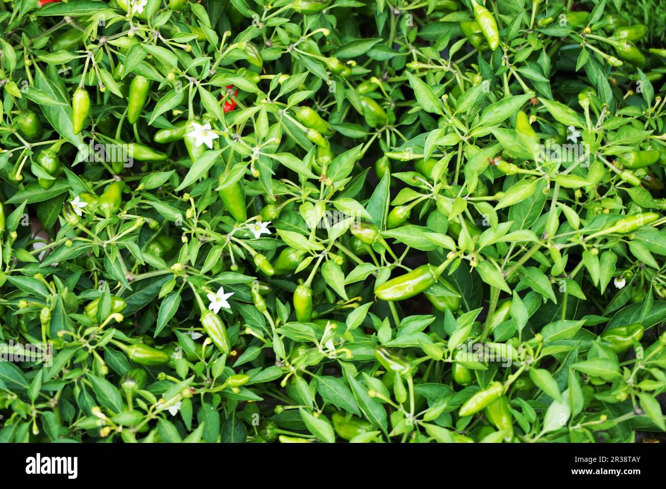 green pepper plant texture as very nice natural background Stock Photo ...