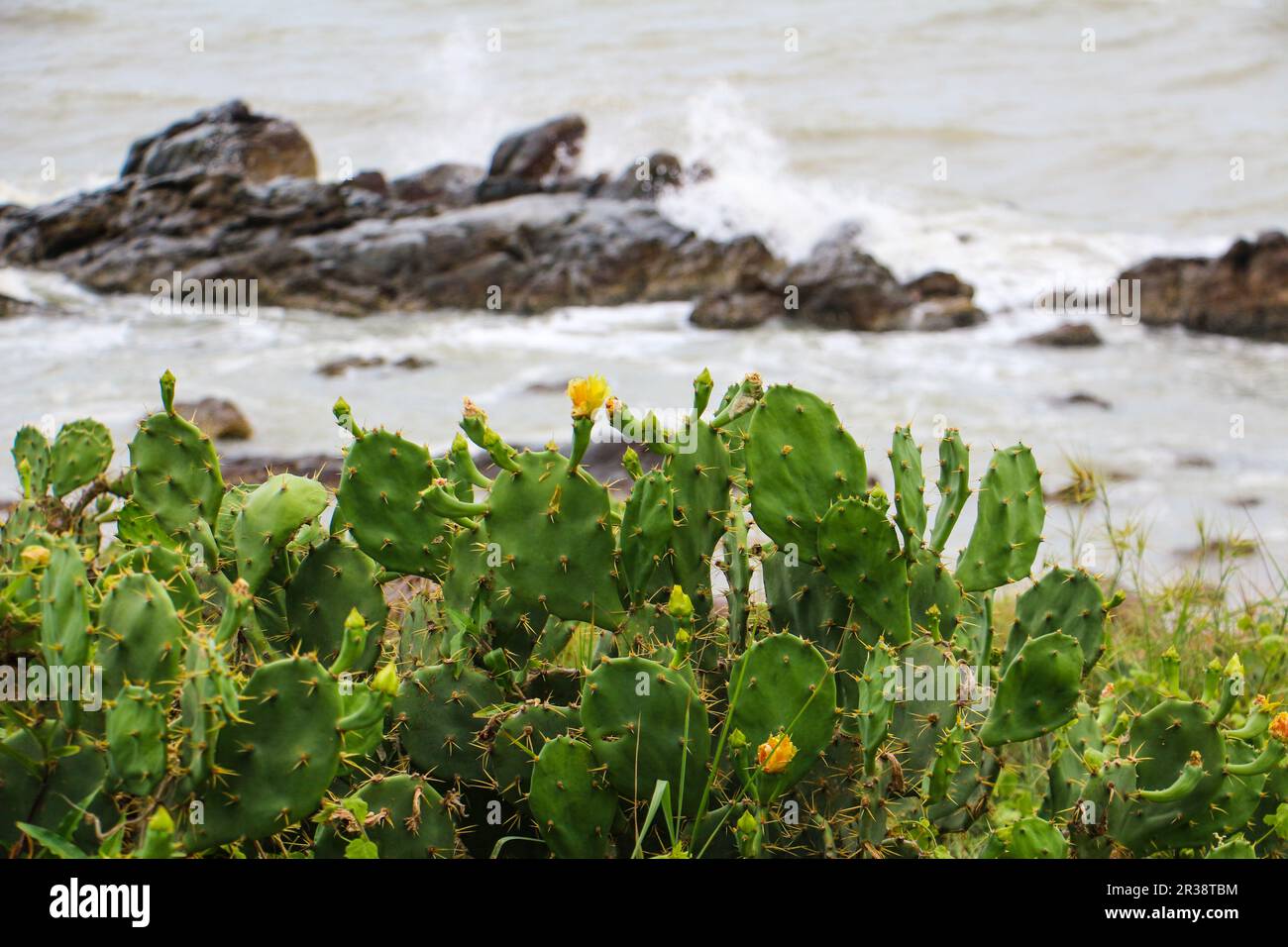 Beach prickly pear Stock Photo - Alamy