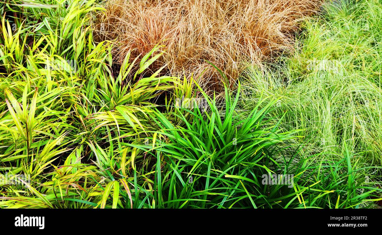 green exotic grass texture as very nice background Stock Photo - Alamy