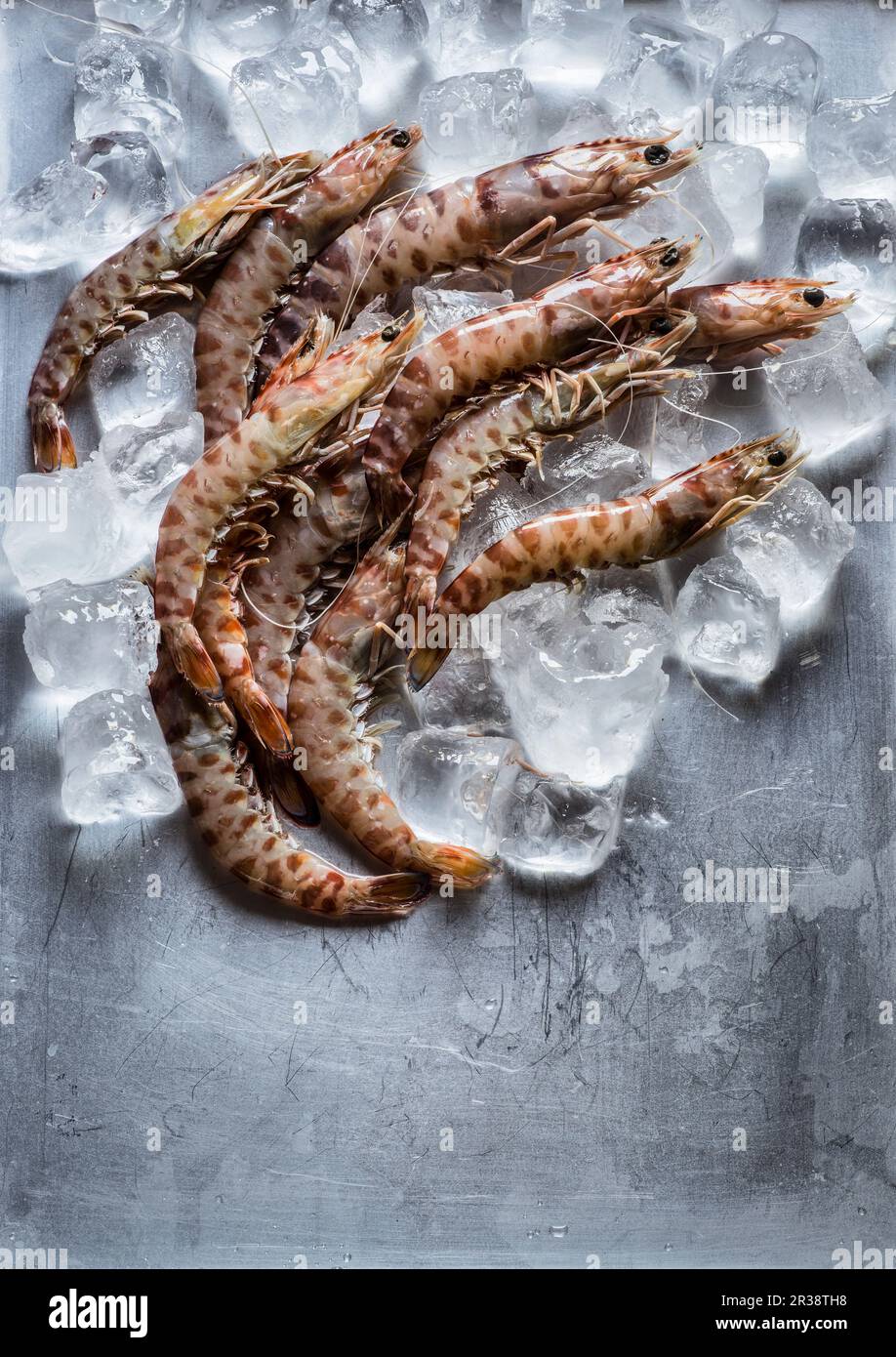 Prawns on ice cubes and metal grey background Stock Photo - Alamy