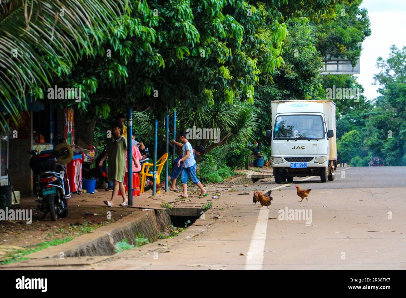 Chicken crossing town road Stock Photo - Alamy