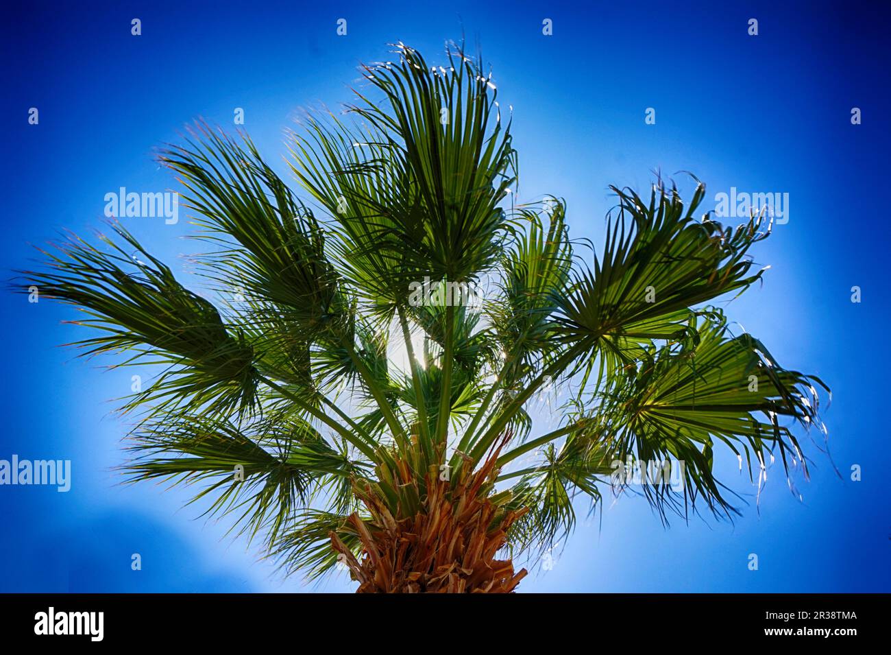 palm tree texture as very nice natural background Stock Photo - Alamy