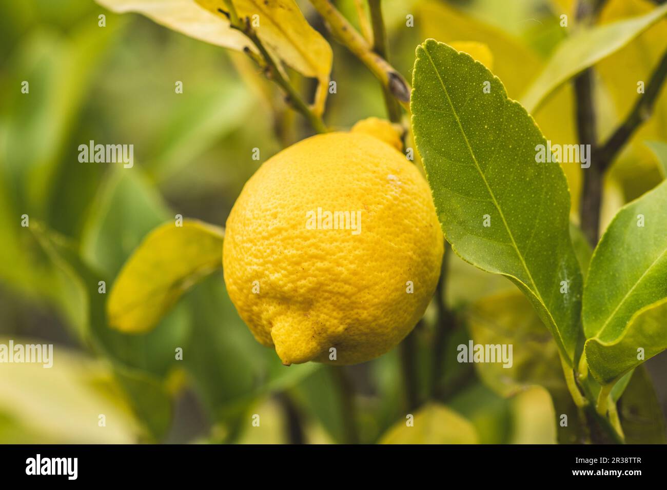 Beautiful ripe yellow lemon on a branch of a fruiting lemon tree in a ...