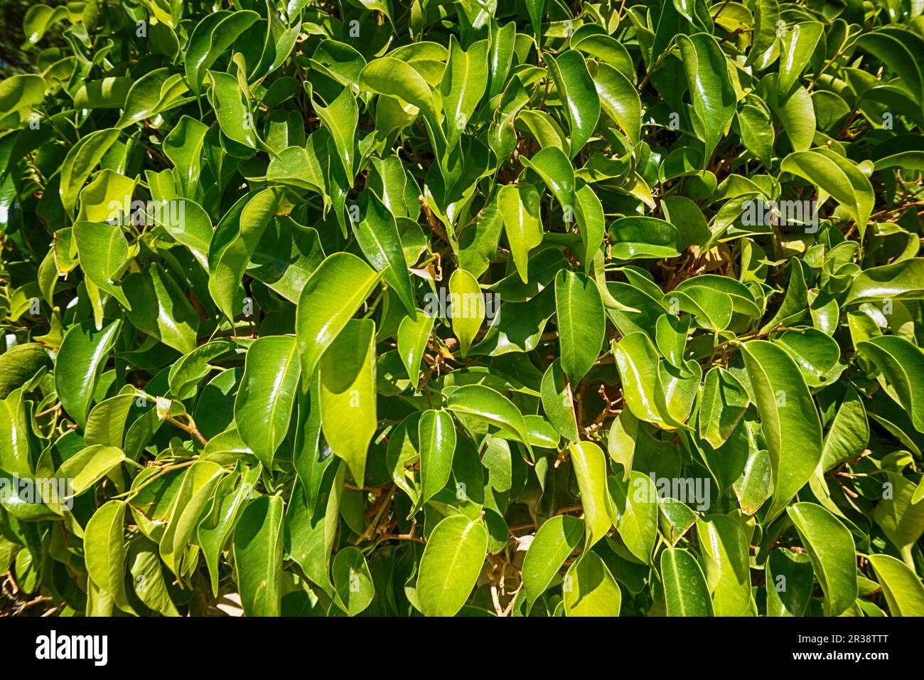 ficus benjamina plant leaves texture as nice background Stock Photo - Alamy