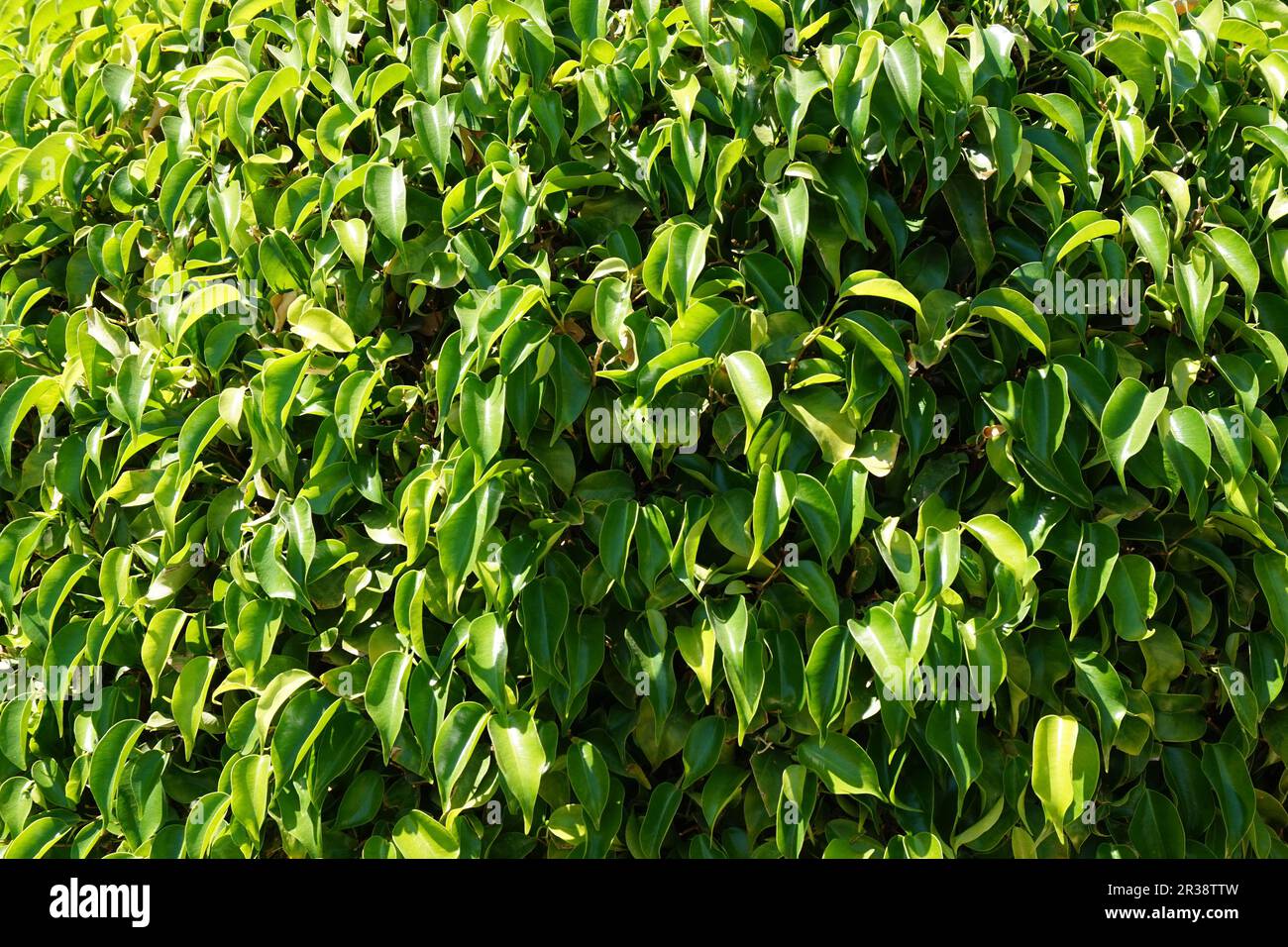 ficus benjamina plant leaves texture as nice background Stock Photo - Alamy