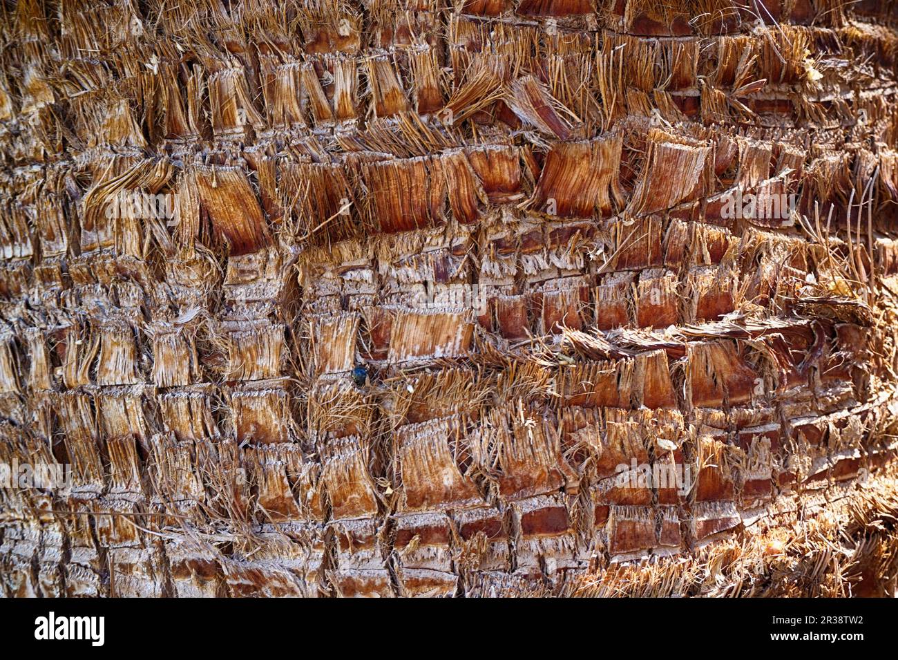 palm tree trunk texture as very nice background Stock Photo - Alamy