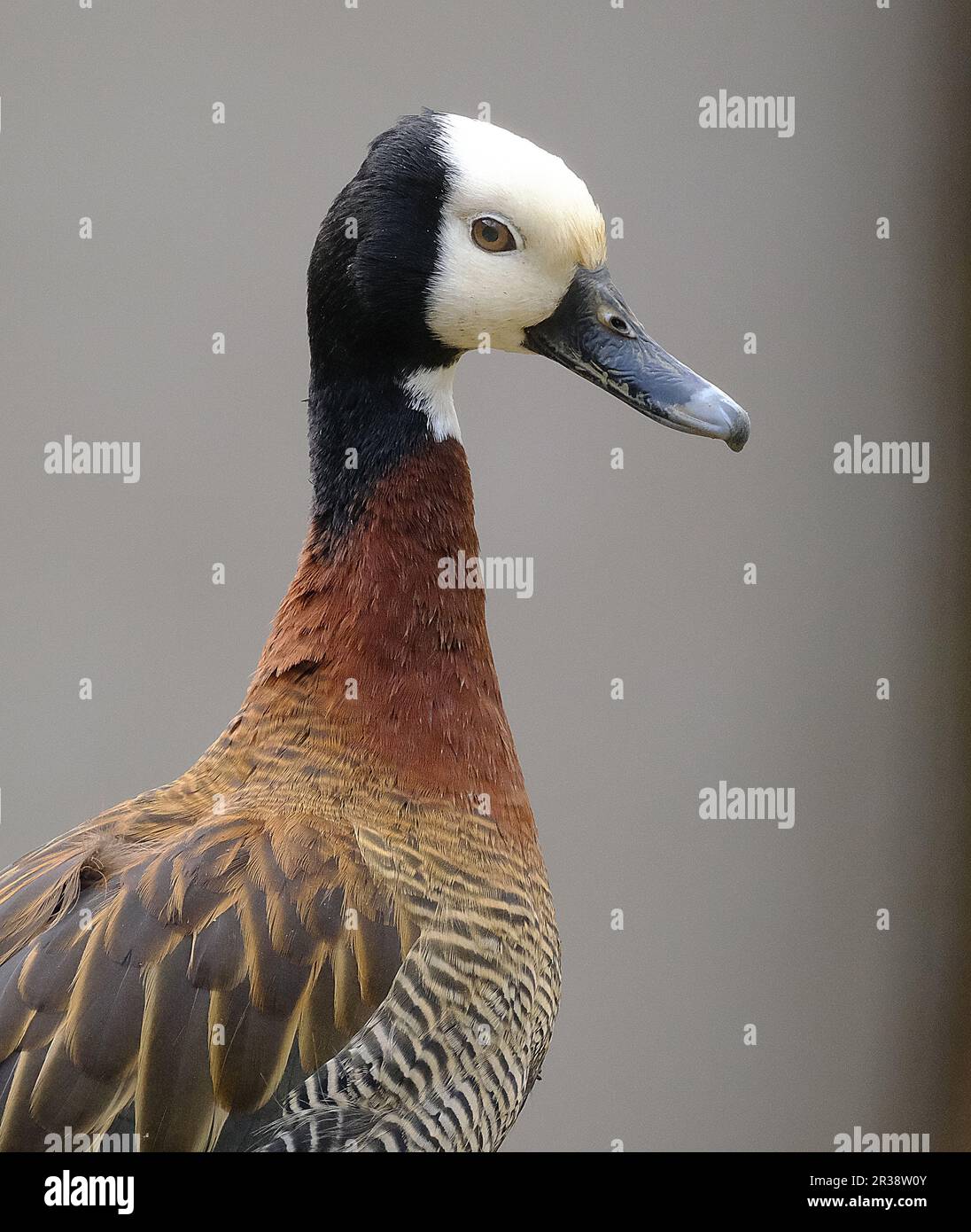 The white-faced whistling duck is a whistling duck that breeds in sub ...